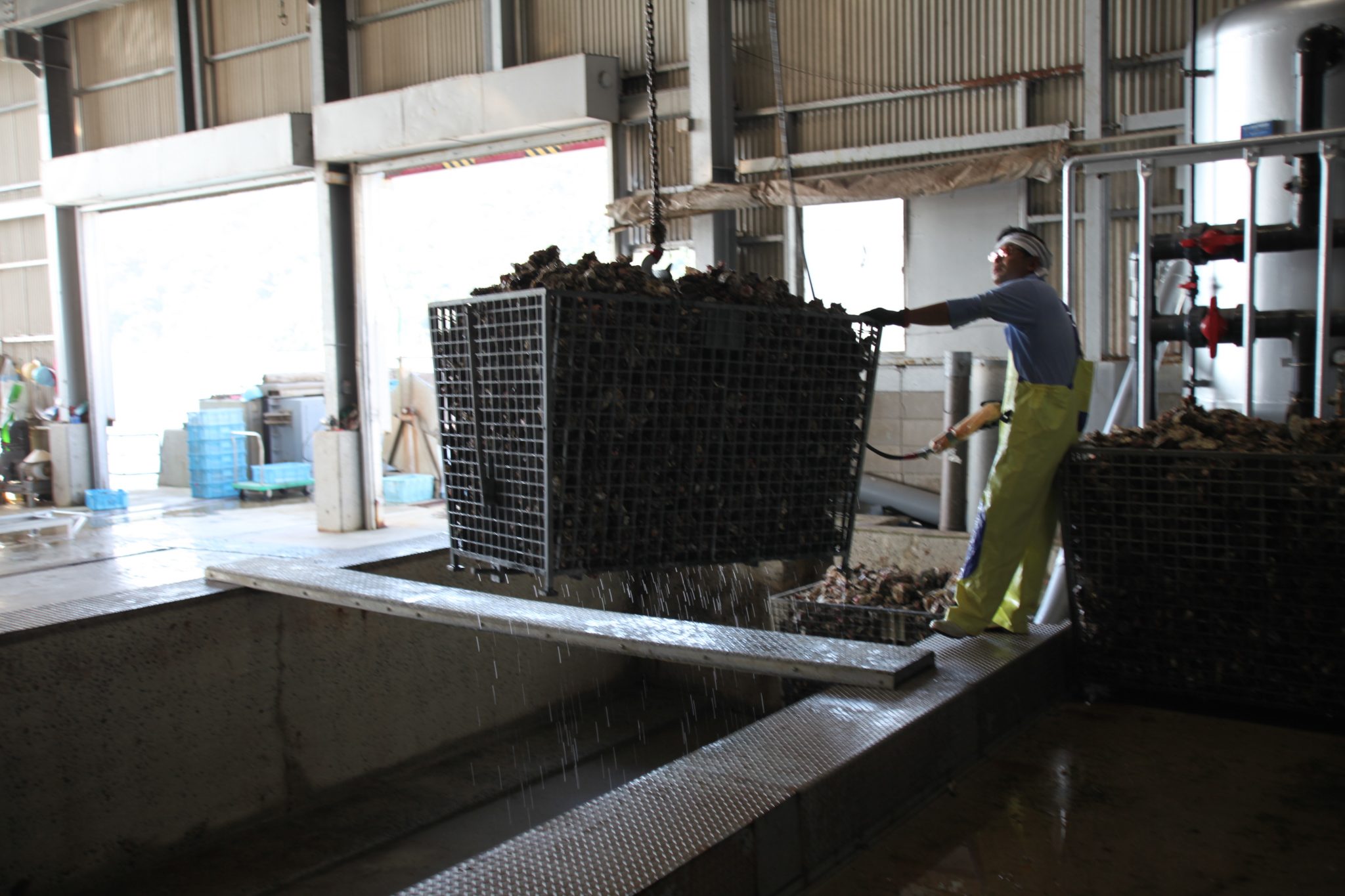 HIROSHIMA ROPE GROWN OYSTER SUSTAINABLE FISHERIES PROJECT (FIP) - UMITO ...